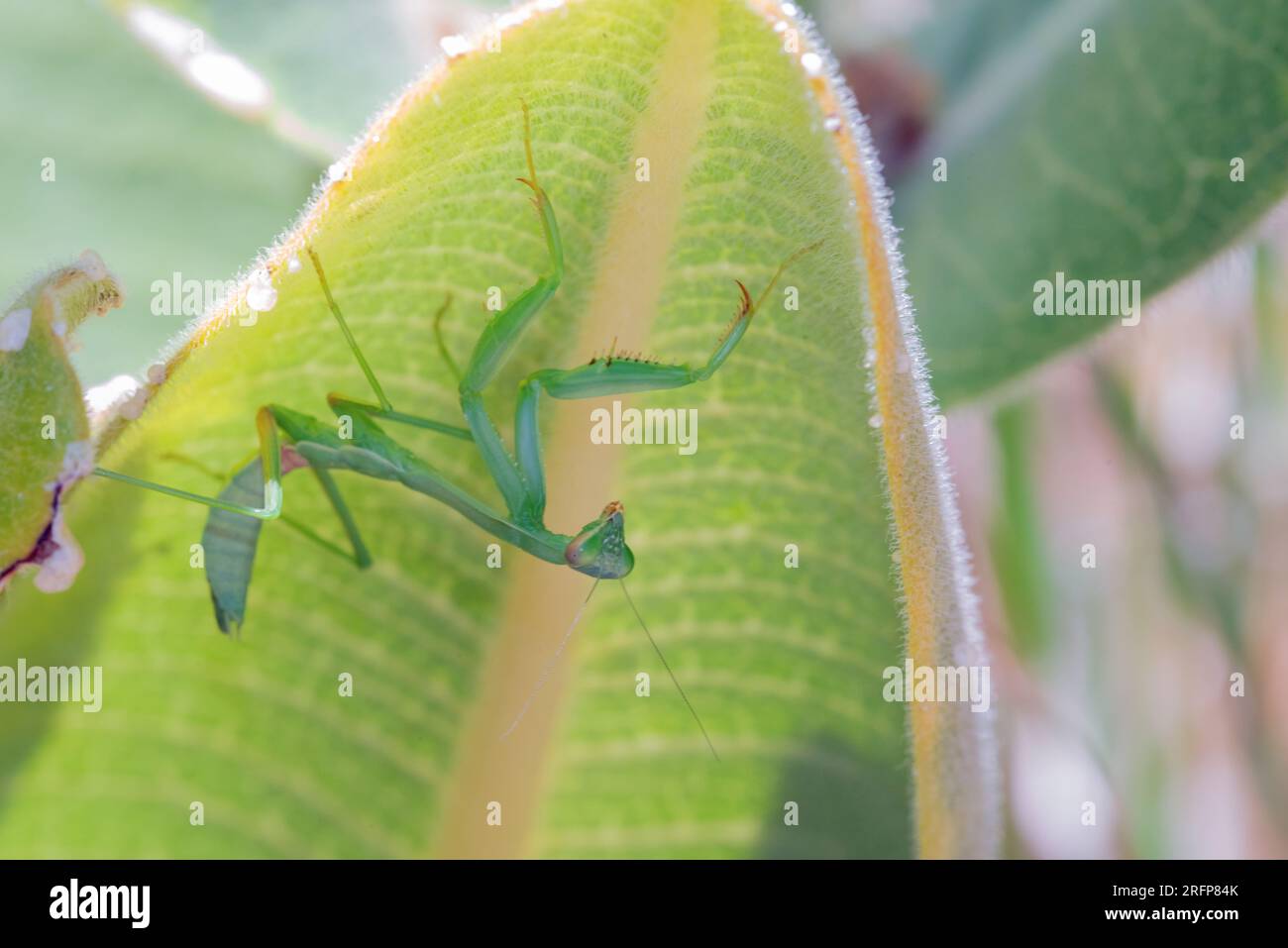 Arizona Praying Mantis (Stagmomantis limbata) nymph Stock Photo - Alamy