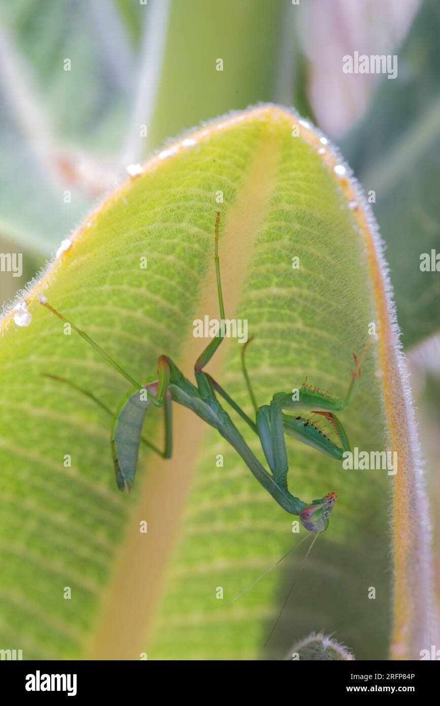 Arizona Praying Mantis (Stagmomantis limbata) nymph Stock Photo - Alamy