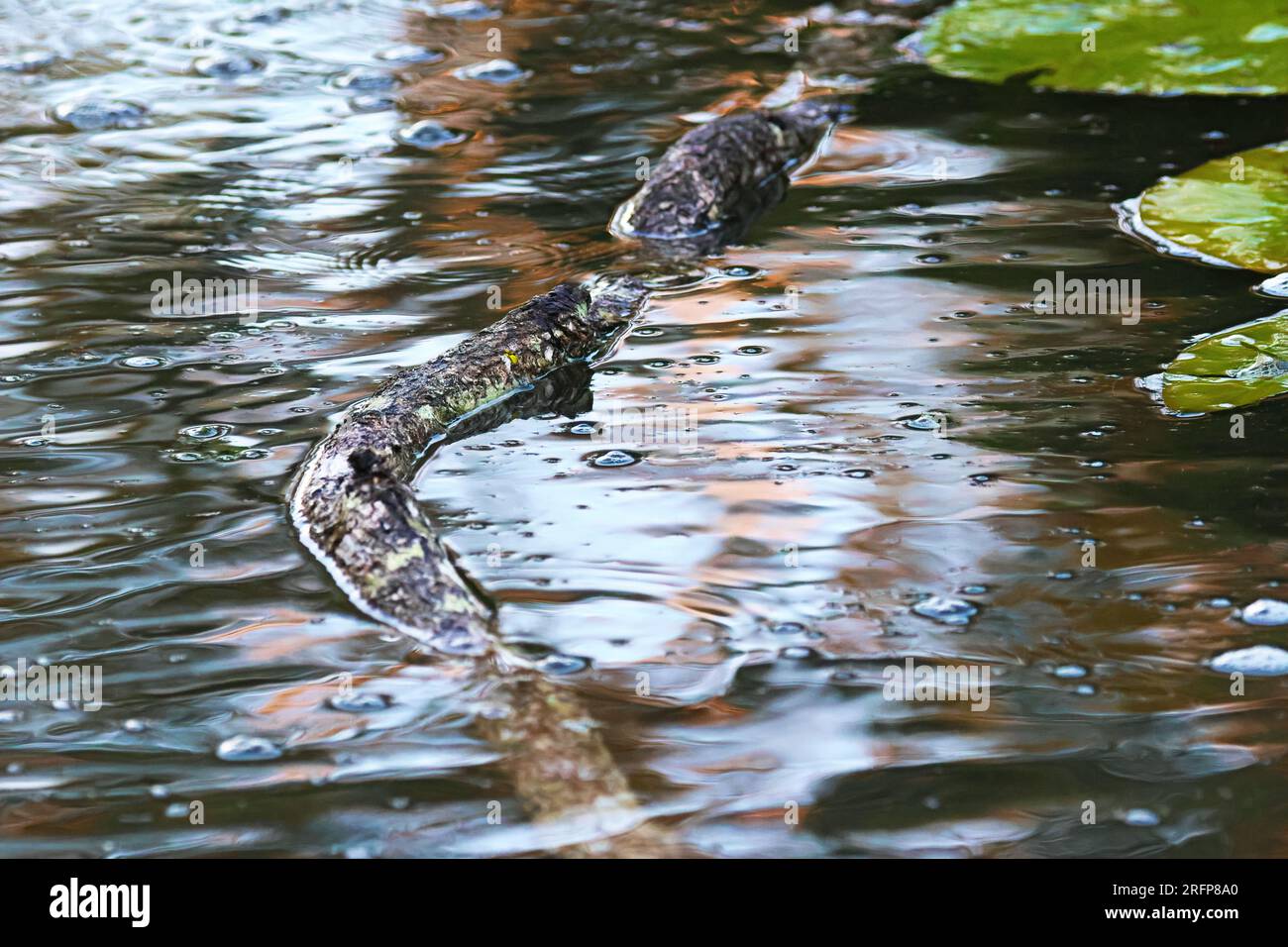 Beautiful water outside in nature, beautiful wet fun. Floating objects ...
