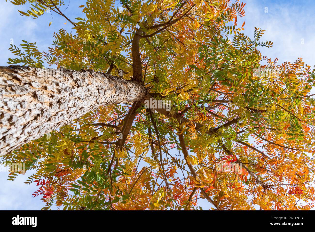 Gold leaves looking up tree australia hi-res stock photography and ...