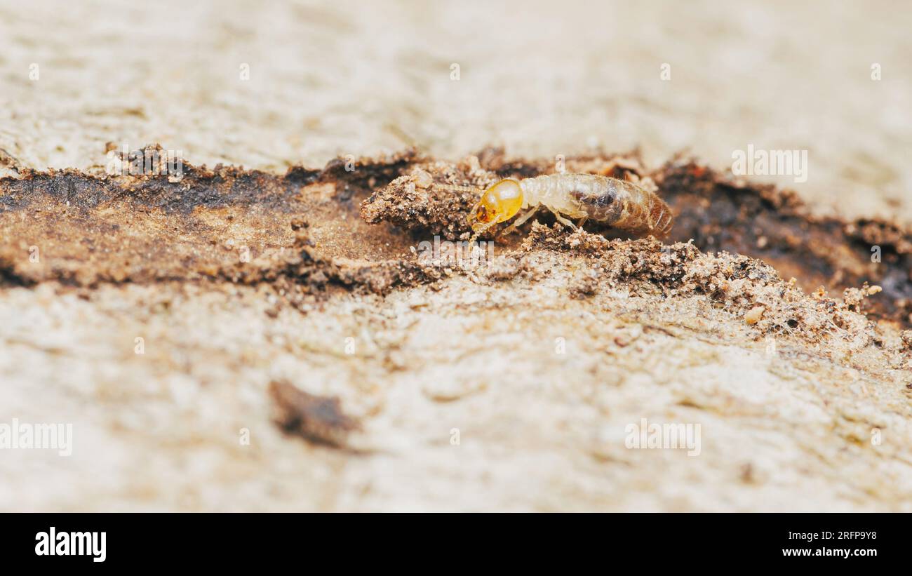 Close up of worker termites walking in nest on forest floor, Termites ...