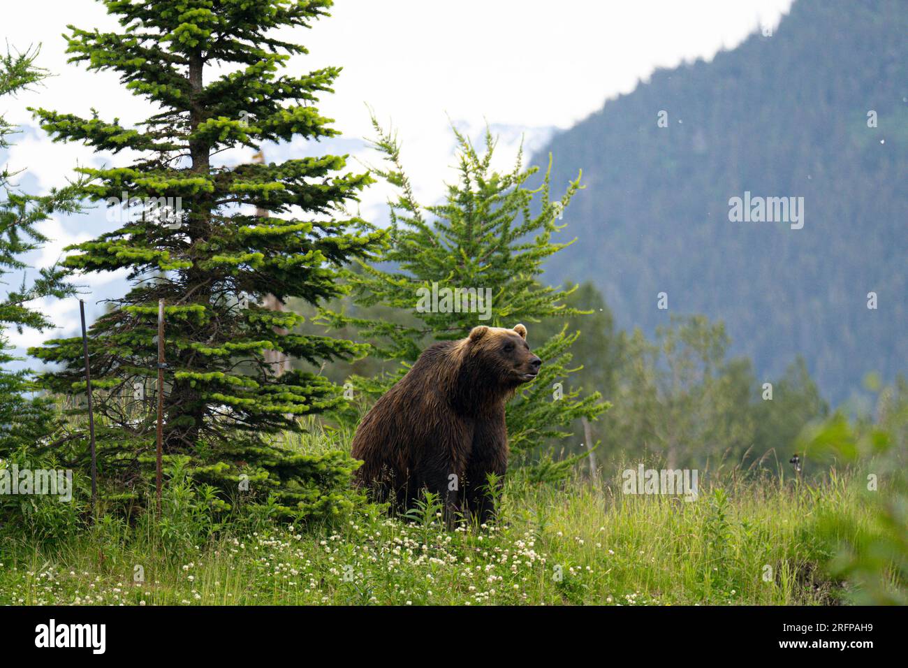 Brown bear and black bear hi-res stock photography and images - Alamy