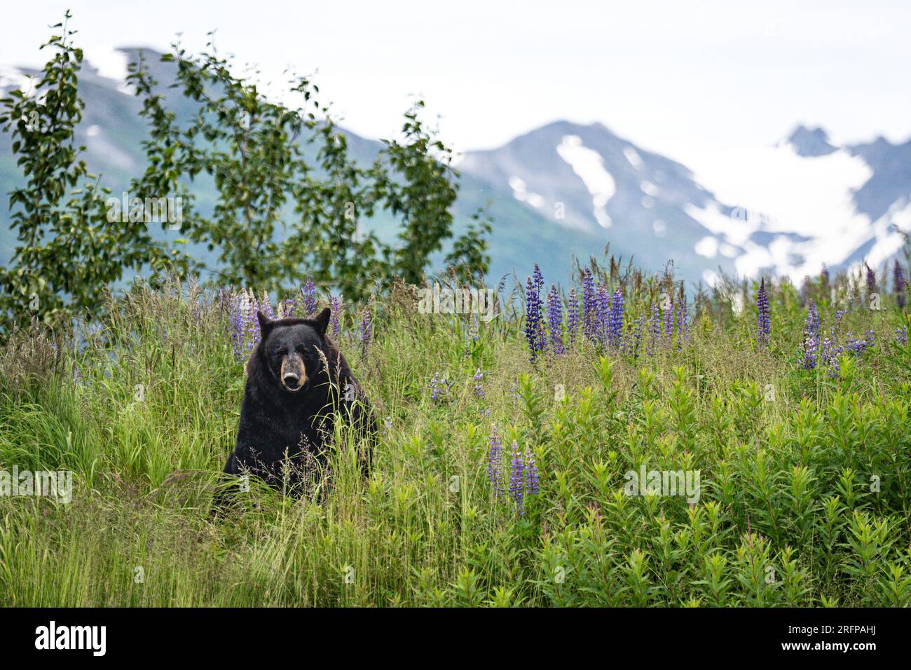 Brown bear and black bear hi-res stock photography and images - Alamy