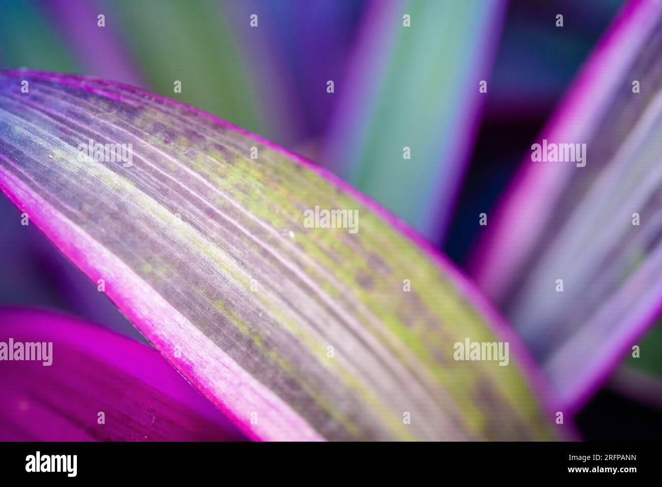 Leaves alpha hi-res stock photography and images - Alamy