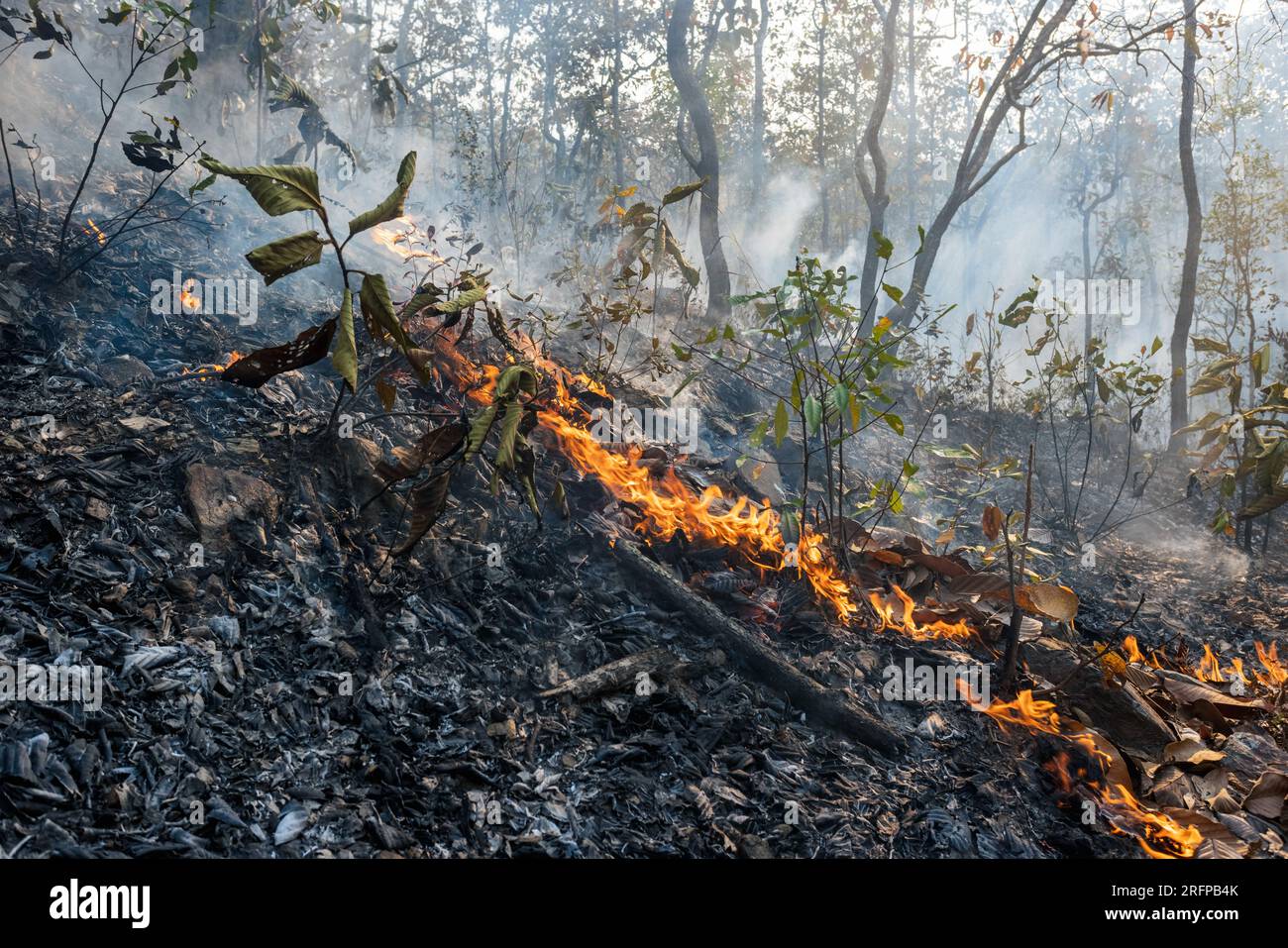 Forest after a fire . Trees that are severely damaged by fire Stock ...