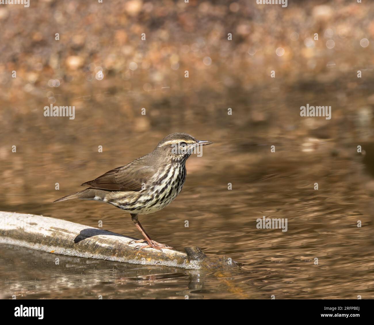 A Northern Waterthrush balances on a stick over a stream Stock Photo ...