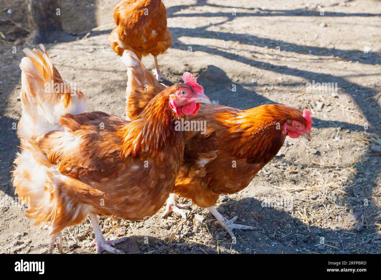 Copper hen hi-res stock photography and images - Alamy