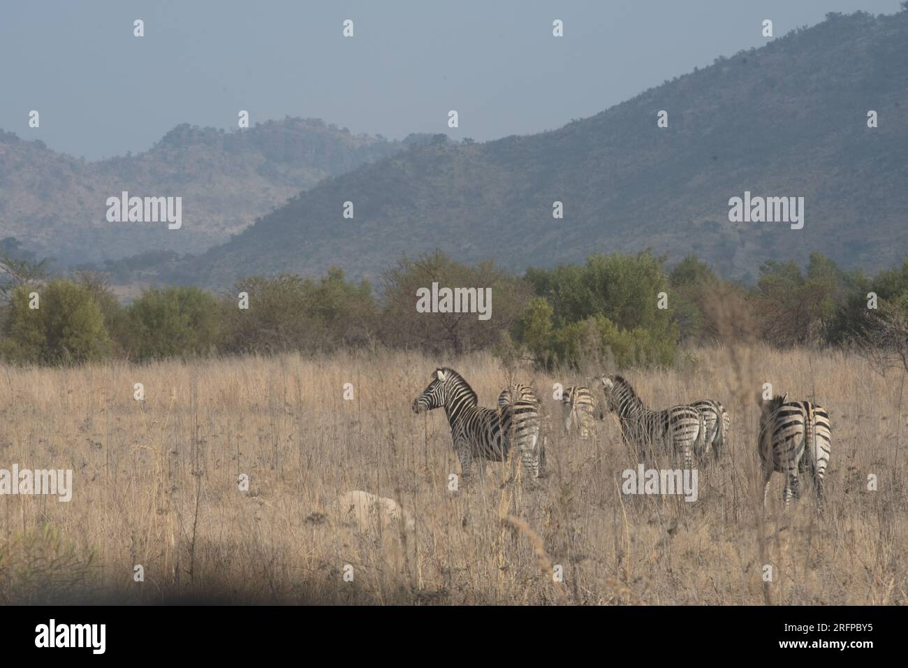 Group of zebras on the grasslands looking into the left of the frame ...