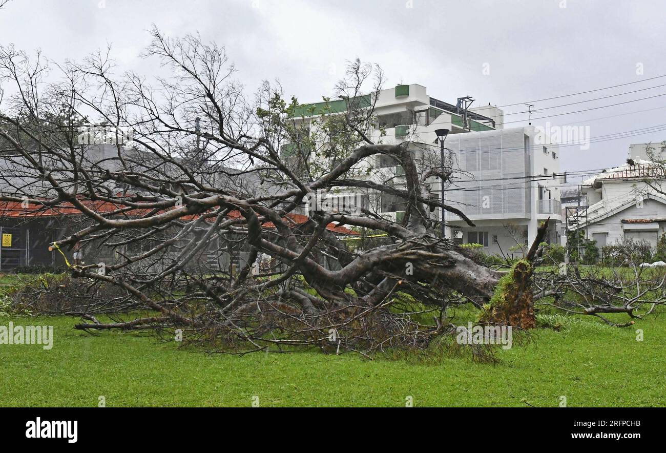 Trees are fallen from its root following Typhoon Khanun, in Naha ...