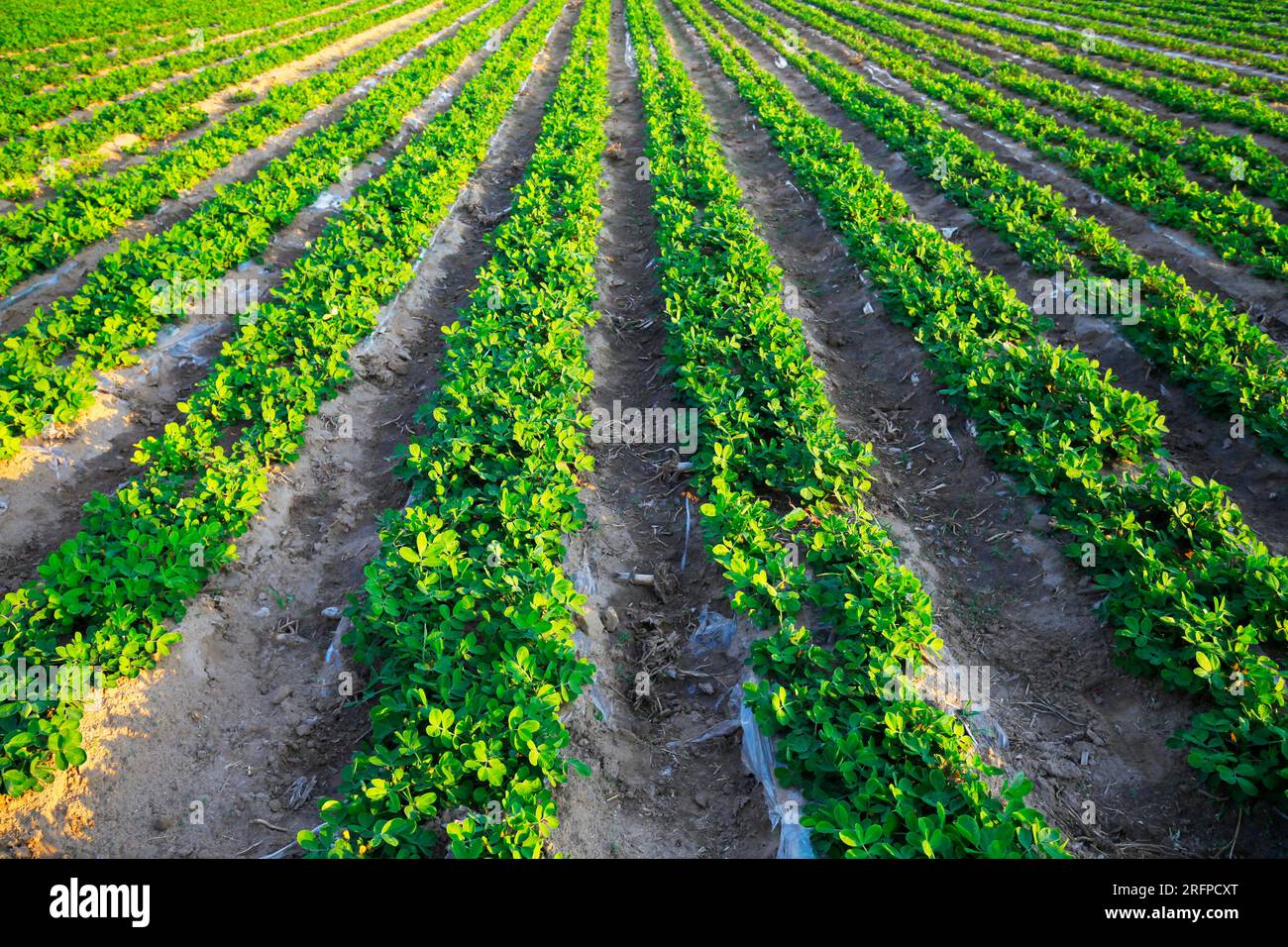 Peanut plants with peanut seeds hi-res stock photography and images - Alamy