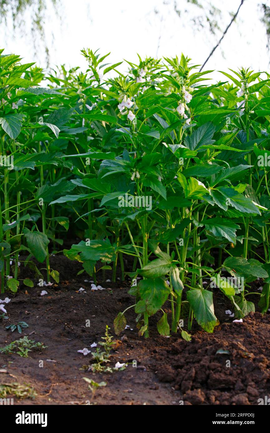 Sesame seed pod hi-res stock photography and images - Alamy