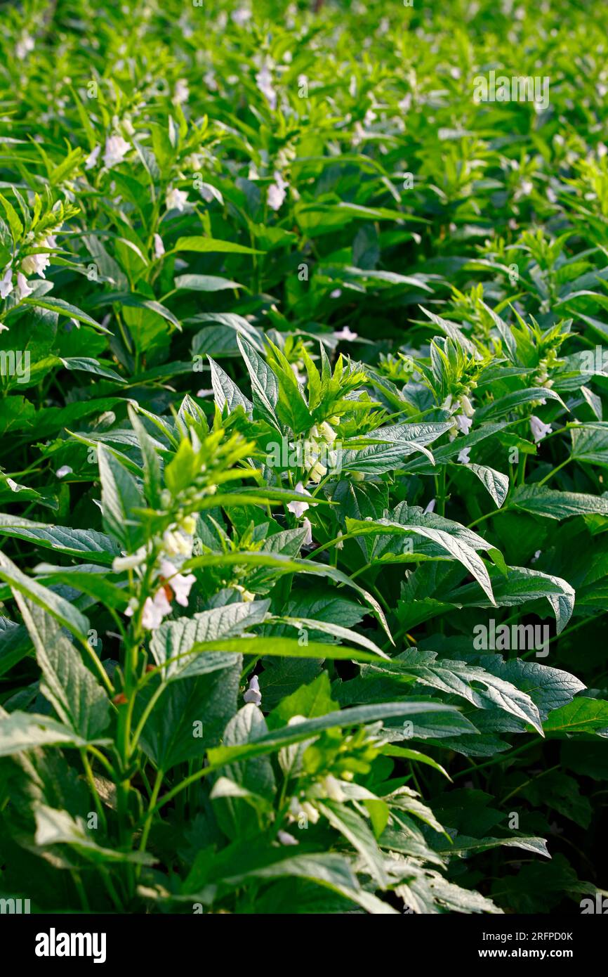 Sesame seed pod hi-res stock photography and images - Alamy