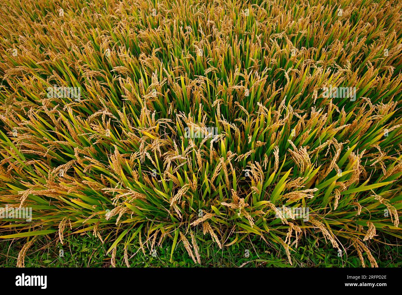 The autumn rice fields Stock Photo - Alamy
