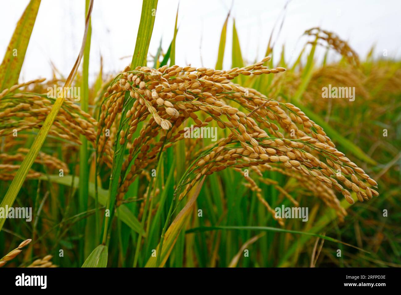 The autumn rice fields Stock Photo - Alamy