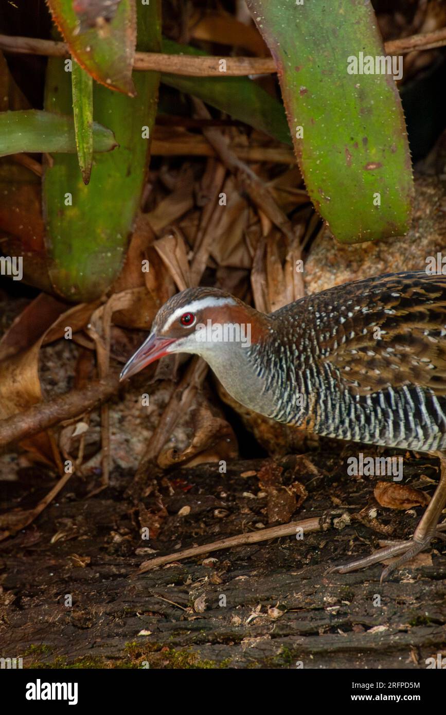 Buff-banded Rail, Hypotaenidia philippensis,, Malanda, Australia Stock ...