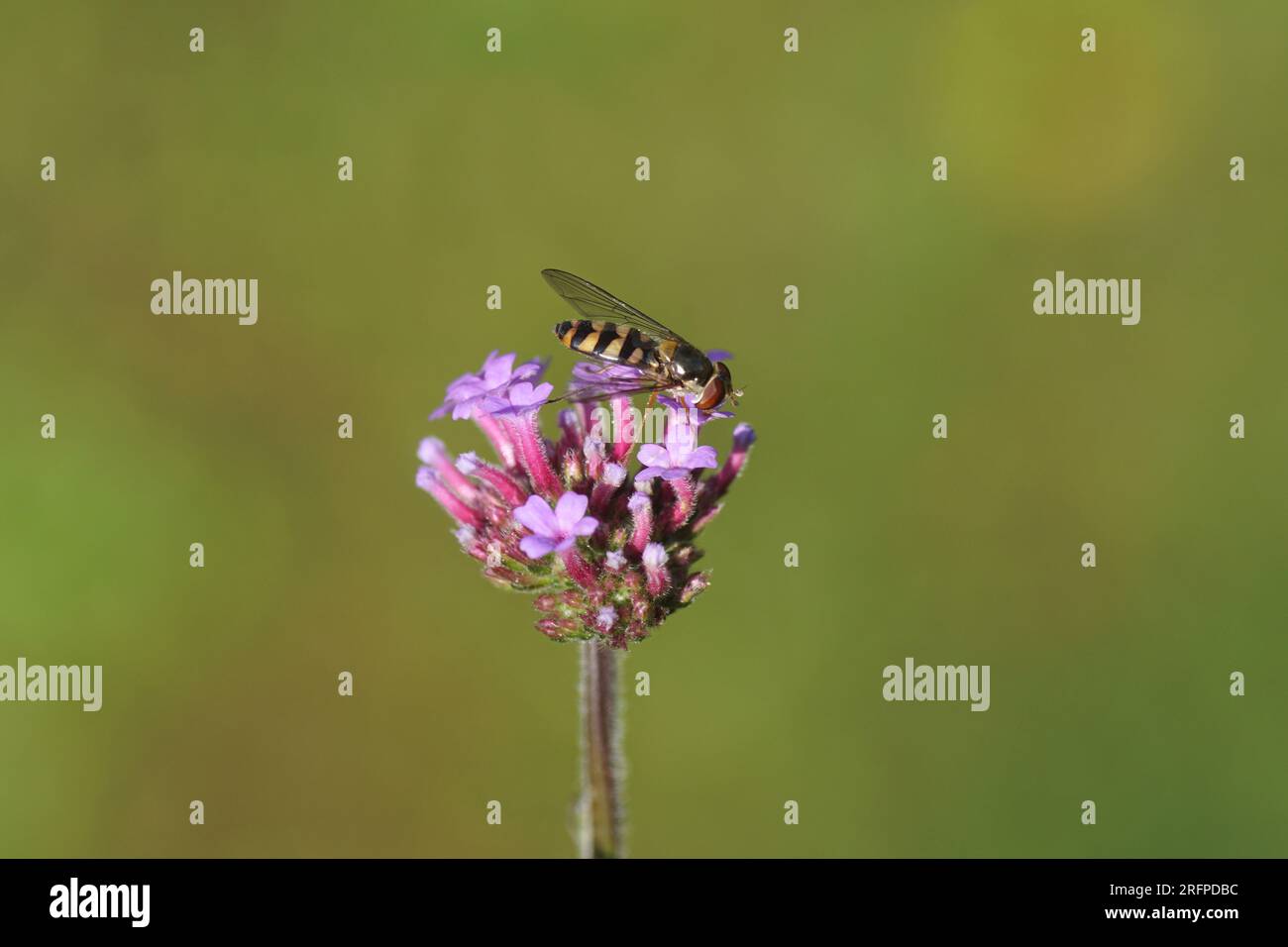 Female hoverfly Meliscaeva auricollis family Syrphidae on the flower of ...
