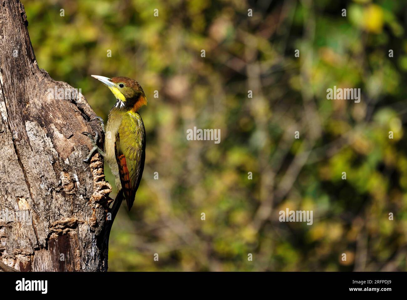Greater Yellow-naped Woodpecker, Picus flavinucha, Uttarakhand, India ...