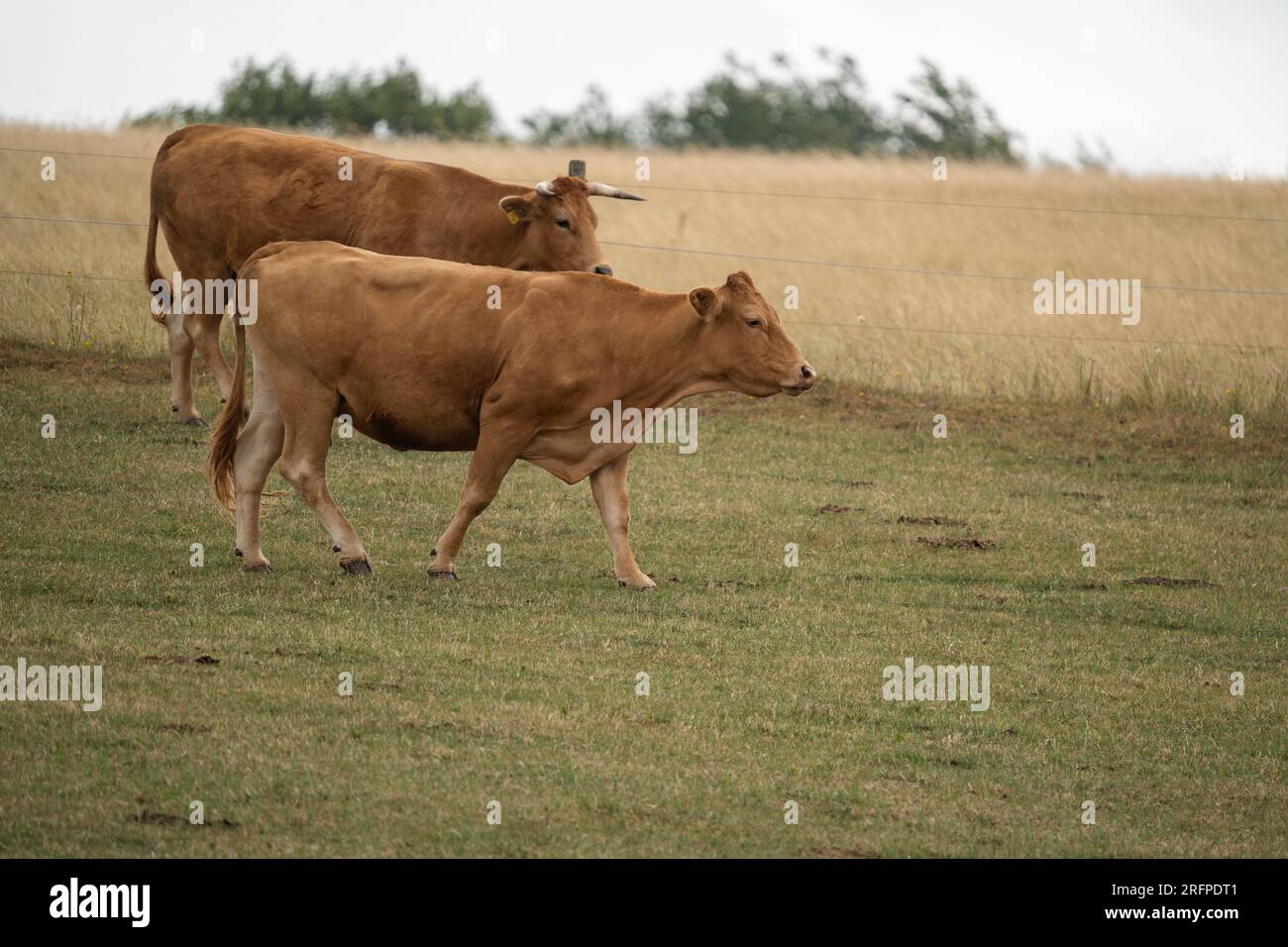 Two brown European cows are walking on the meadow Stock Photo - Alamy
