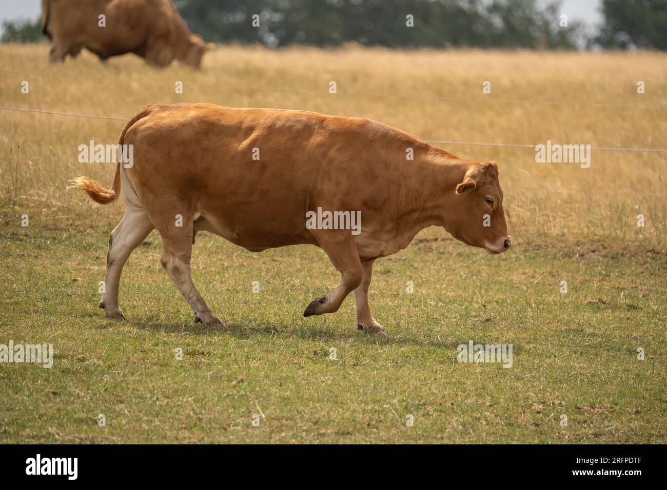 Grass with cow hi-res stock photography and images - Alamy