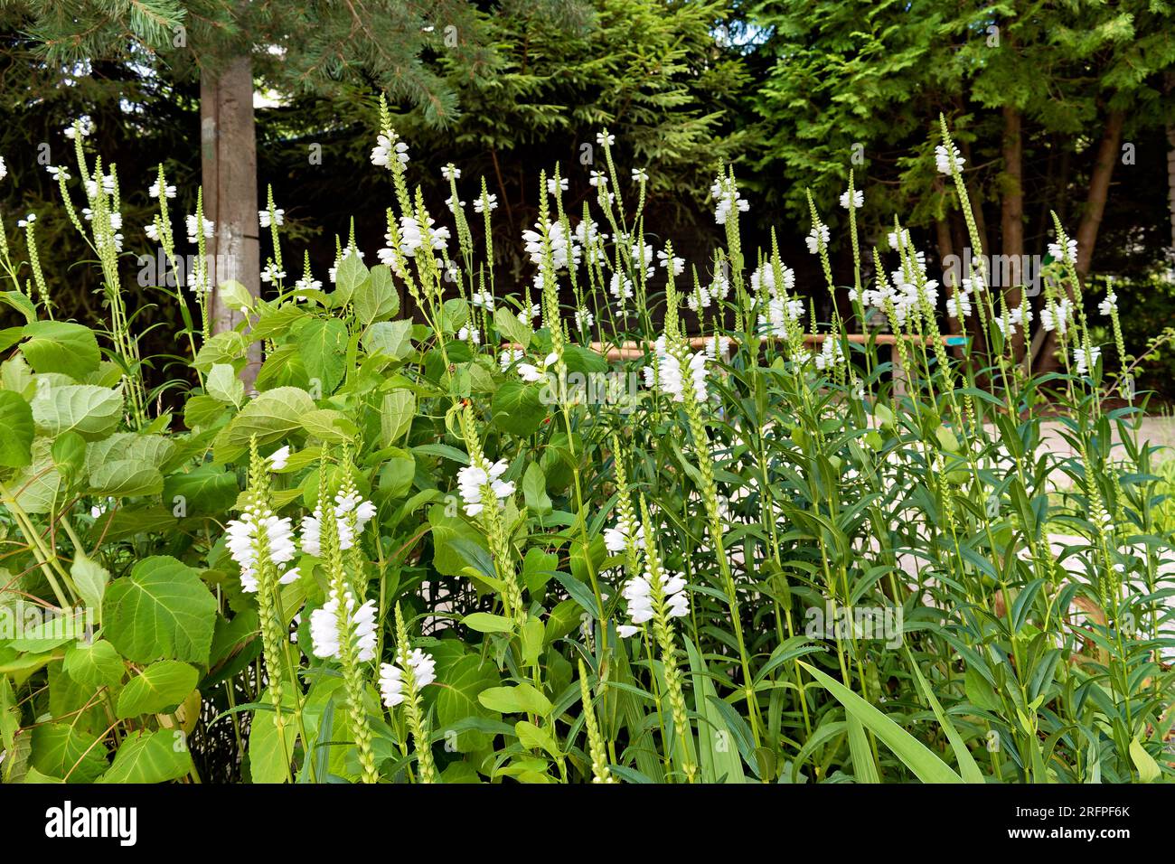 On tall stems hi-res stock photography and images - Alamy
