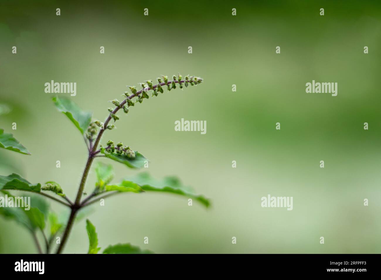 Basil flower or leaf is a herb that provides a sweet aroma and strong ...