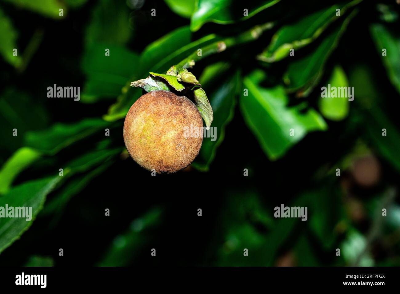 Naseberry hi-res stock photography and images - Alamy