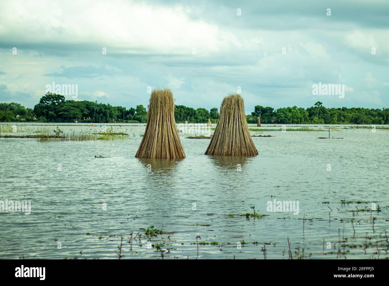 Best Natural landscape with jute stick. Jute is a bast fiber ...