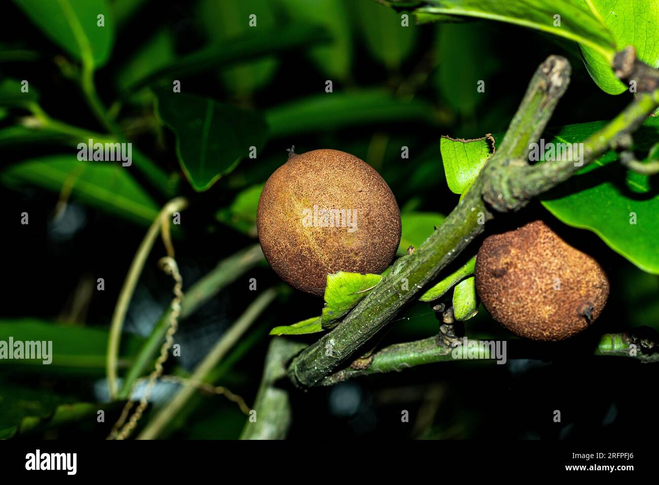 Sapodilla trees are medium to large trees with a pyramidal to rounded ...