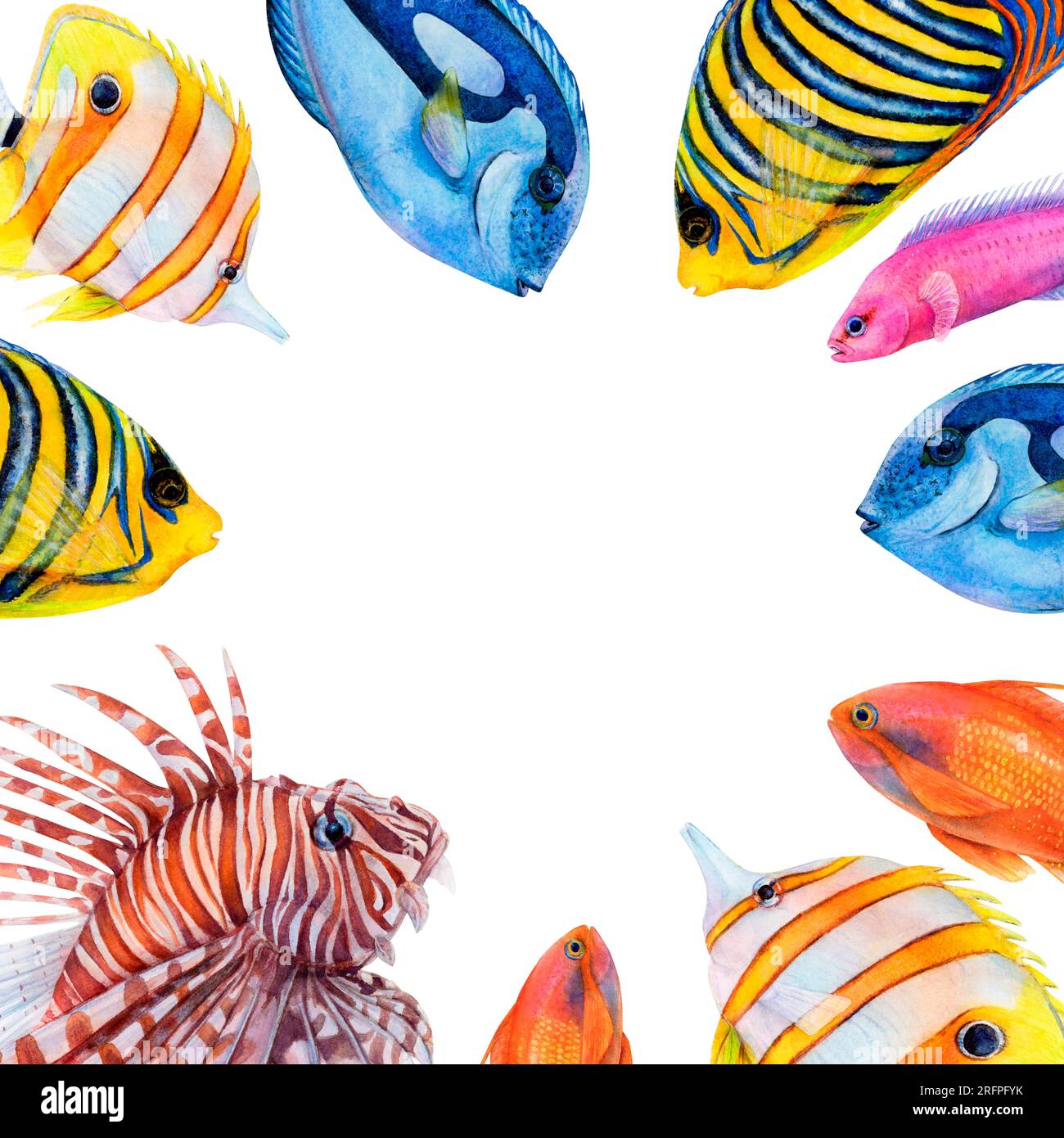 Watercolor drawing square frame from colorful fish: royal angel ...