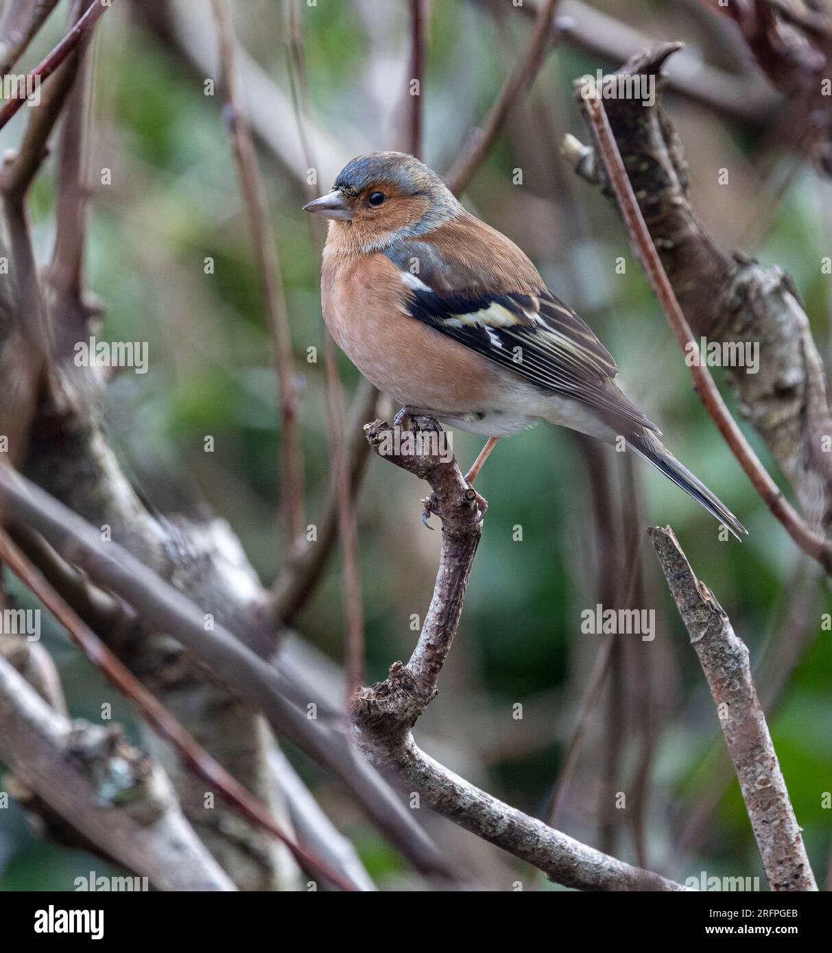 Birds upclose hi-res stock photography and images - Alamy