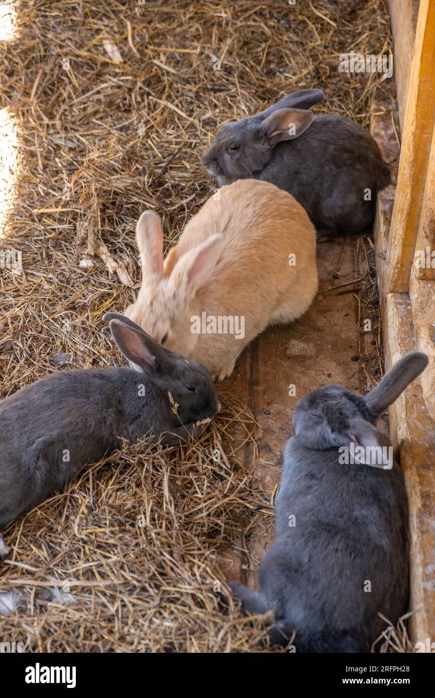 Different fluffy rabbits in the paddock lie resting and eating from ...