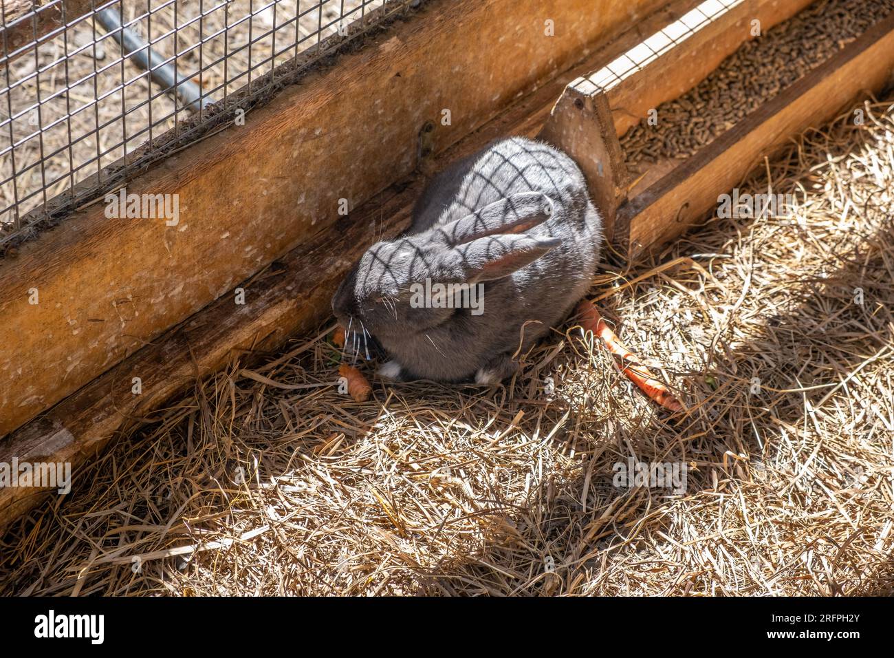 Different fluffy rabbits in the paddock lie resting and eating from ...