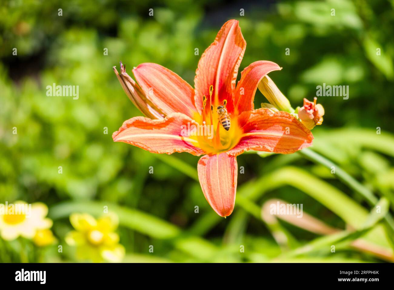 A Carniolan honey bee (Apis mellifera carnica) collecting nectar on an ...