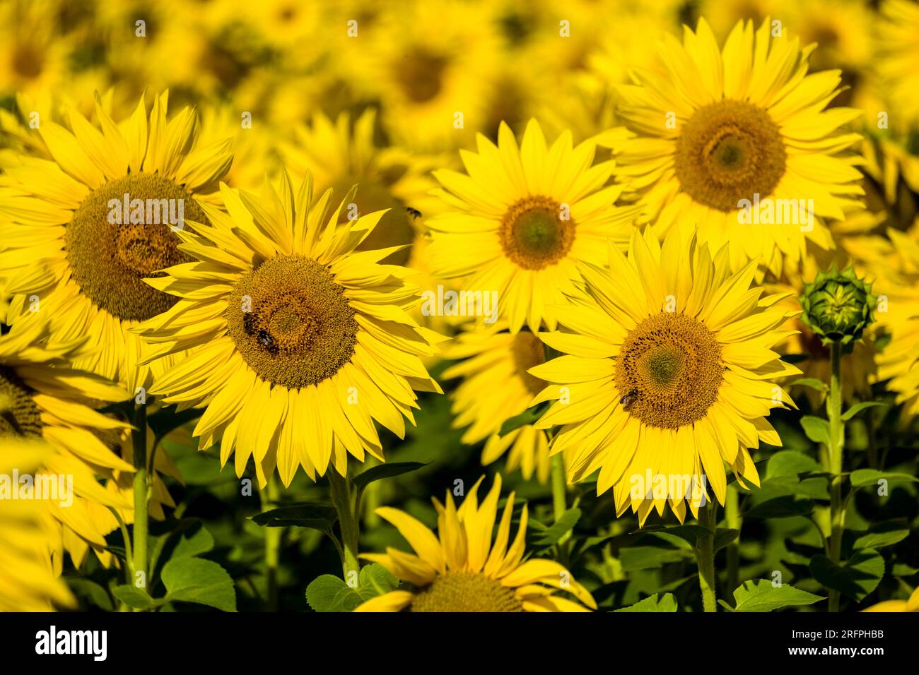 Blossoms of common sunflowers (Helianthus annuus) in a whole sunflower ...