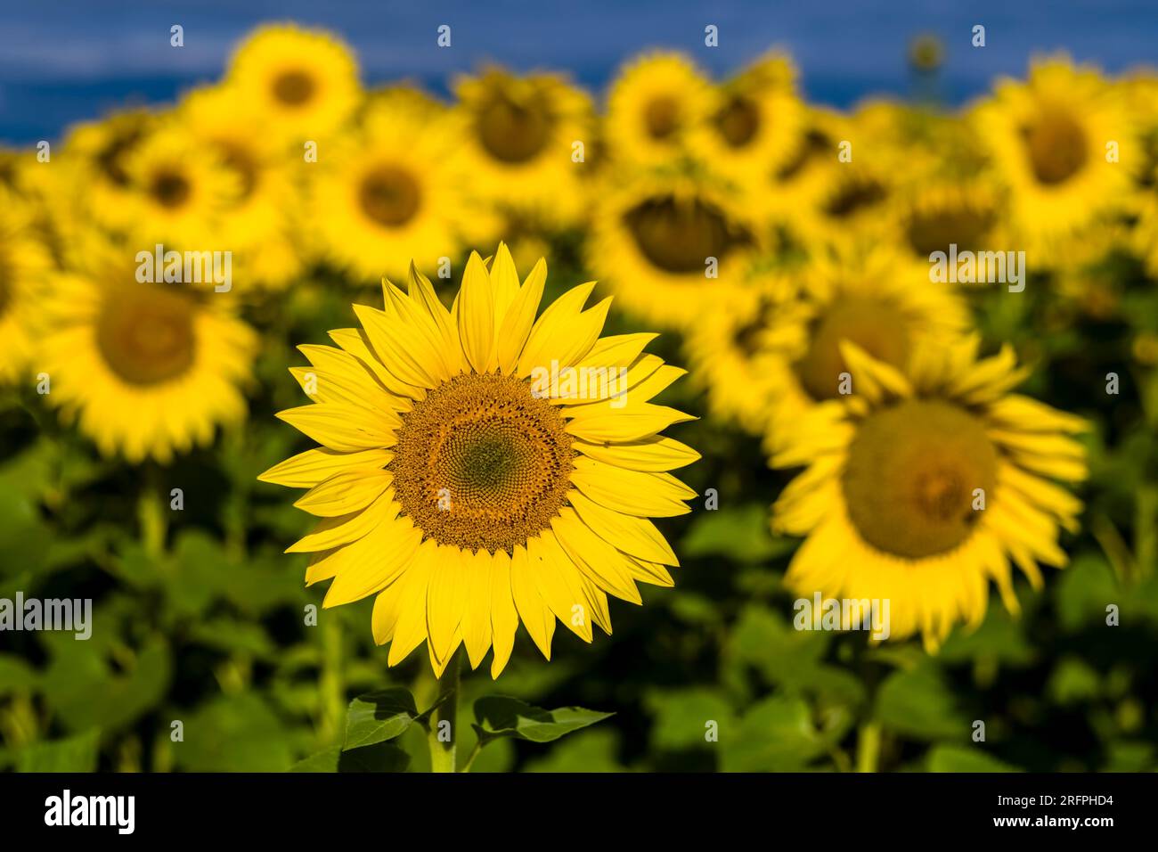 Blossoms of common sunflowers (Helianthus annuus) in a whole sunflower ...