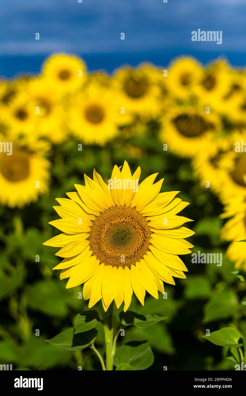 Blossoms of common sunflowers (Helianthus annuus) in a whole sunflower ...