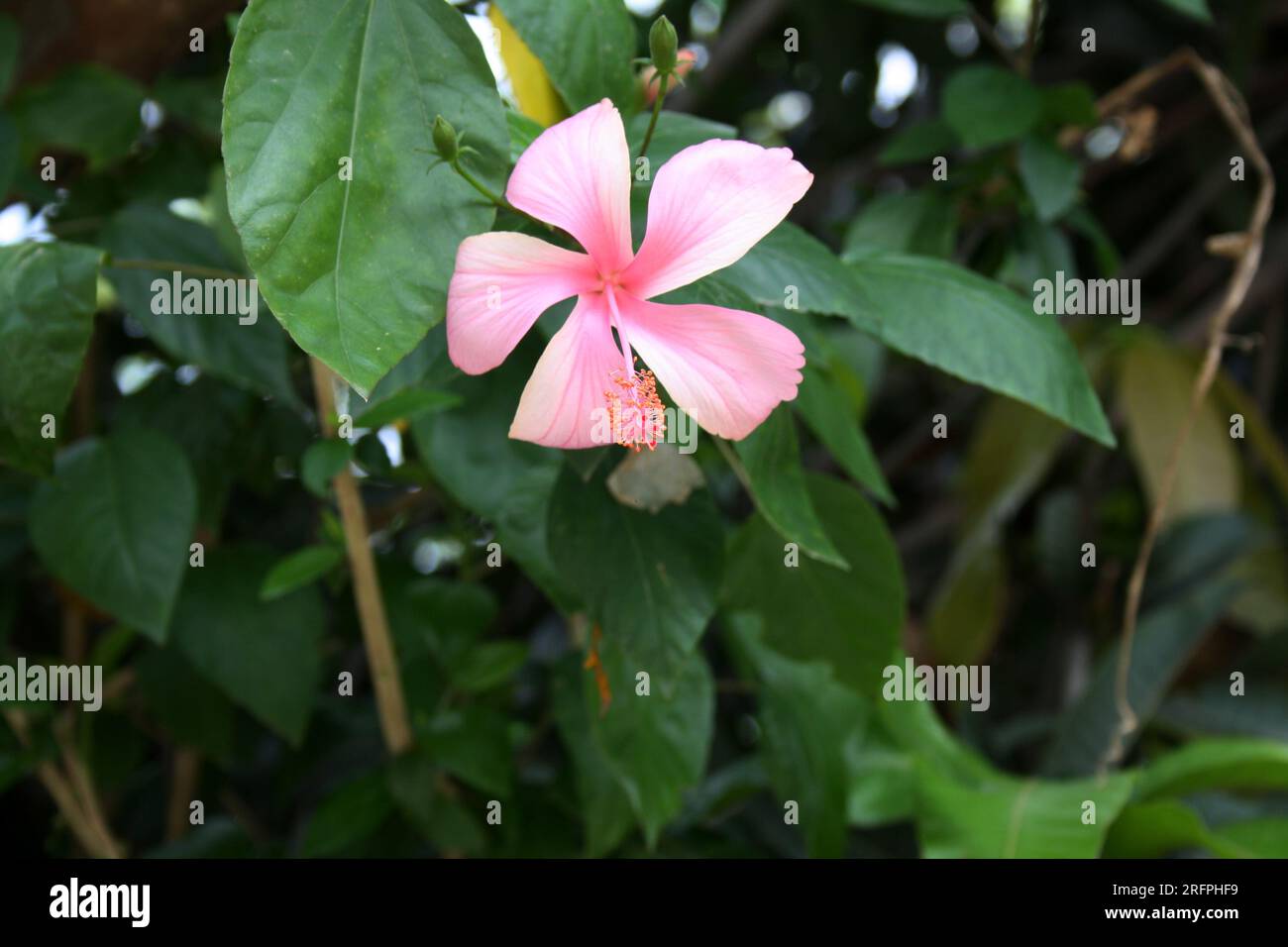 Light pink Chinese hibiscus (Hibiscus rosa sinensis) flower with green ...