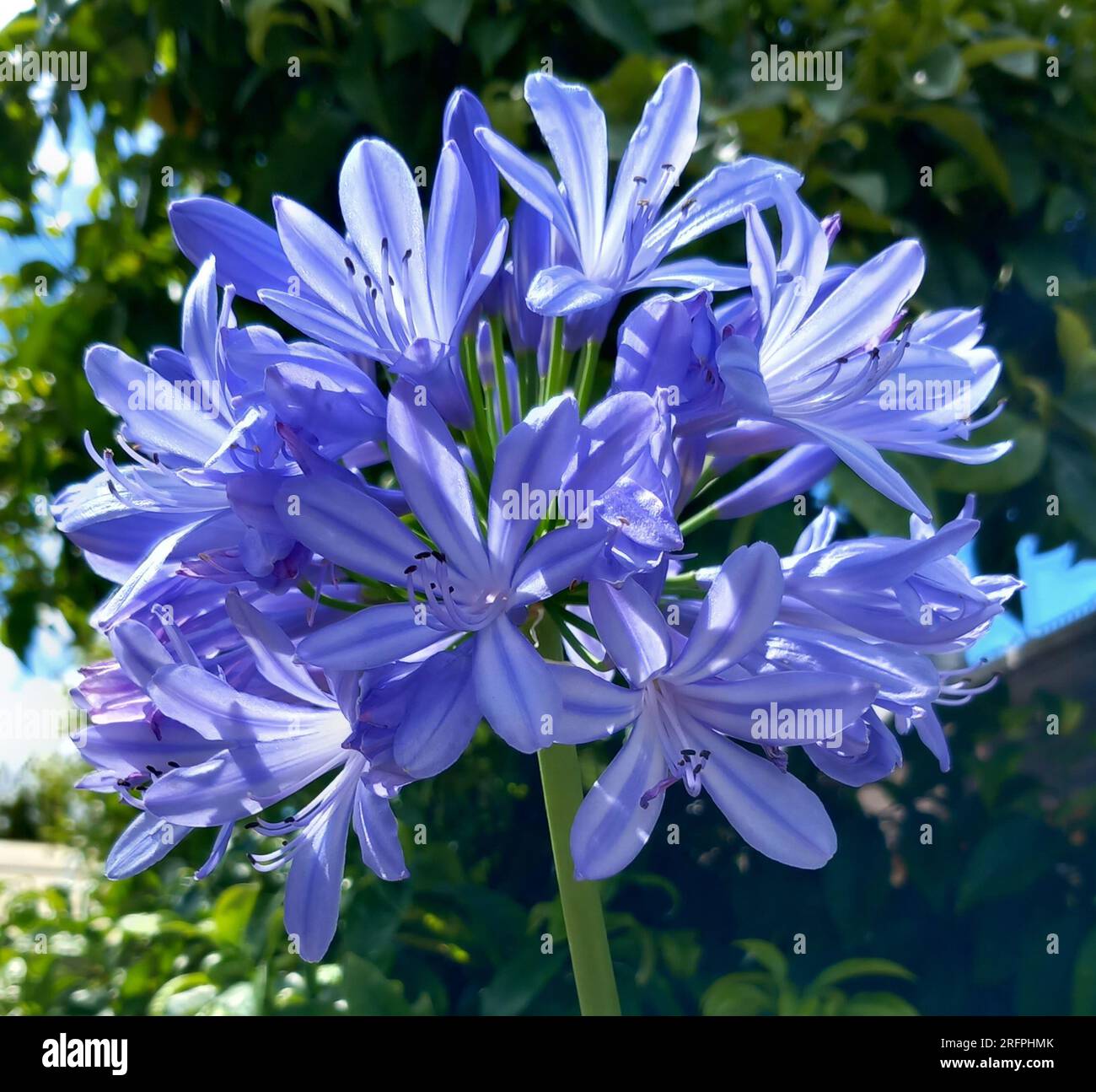 Agapanthus praecox.Asparagales Agapanthaceae.Agapanthus praecox Willd ...