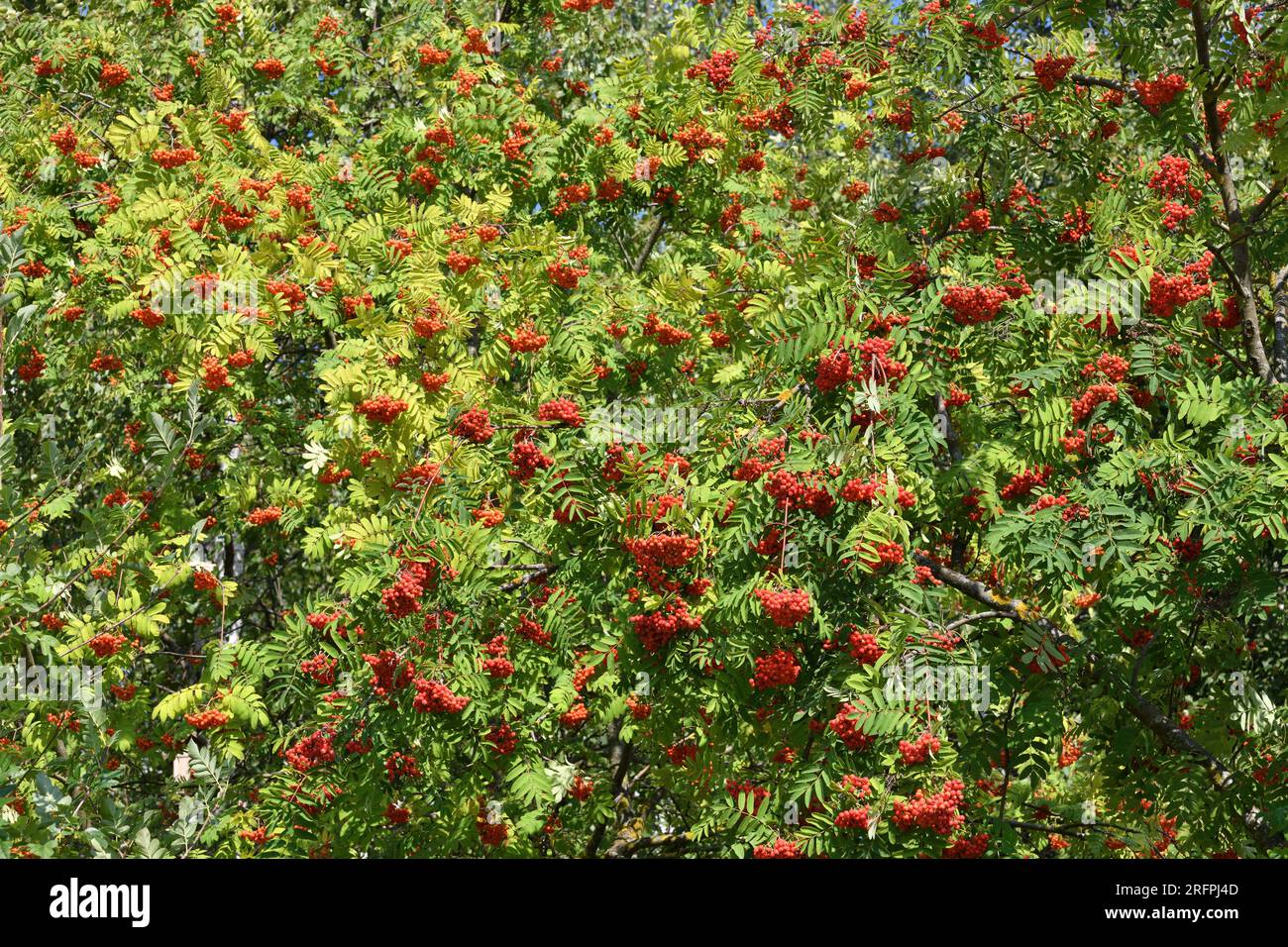 Sunny green rowan bushes hi-res stock photography and images - Alamy