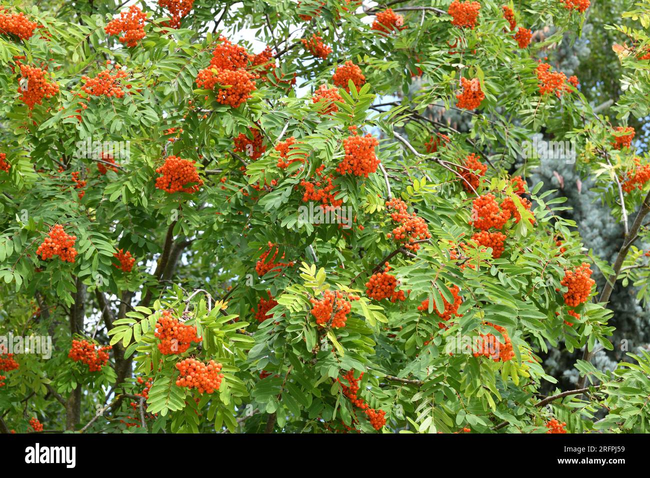 Sunny green rowan bushes hi-res stock photography and images - Alamy