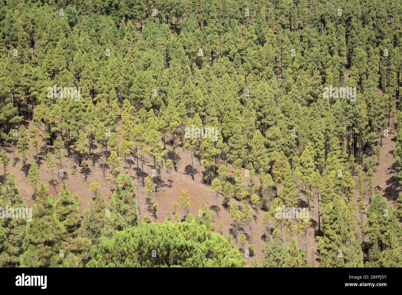 Flora of Gran Canaria - Pinus canariensis, fire-resistant Canary pine ...