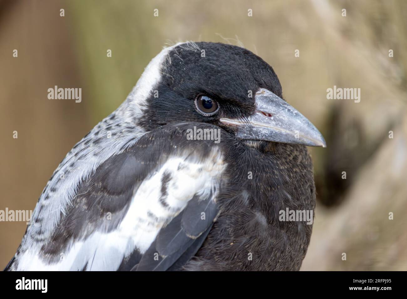 The Australian magpie, gymnorhina tibicen Stock Photo - Alamy