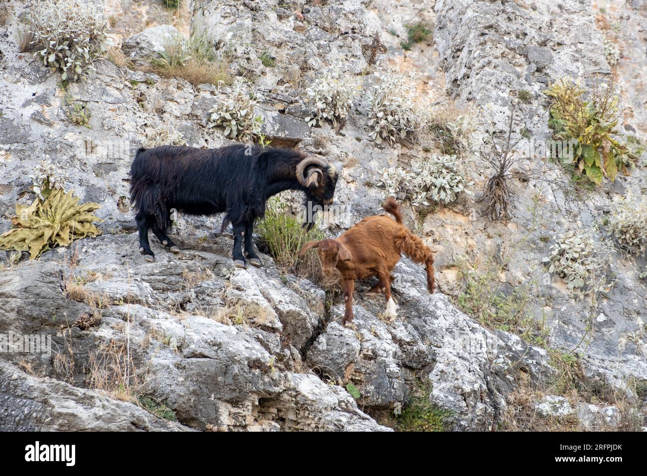 Sheer cliff goat hi-res stock photography and images - Alamy