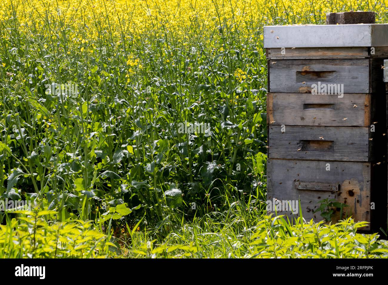 Beehive field hi-res stock photography and images - Alamy