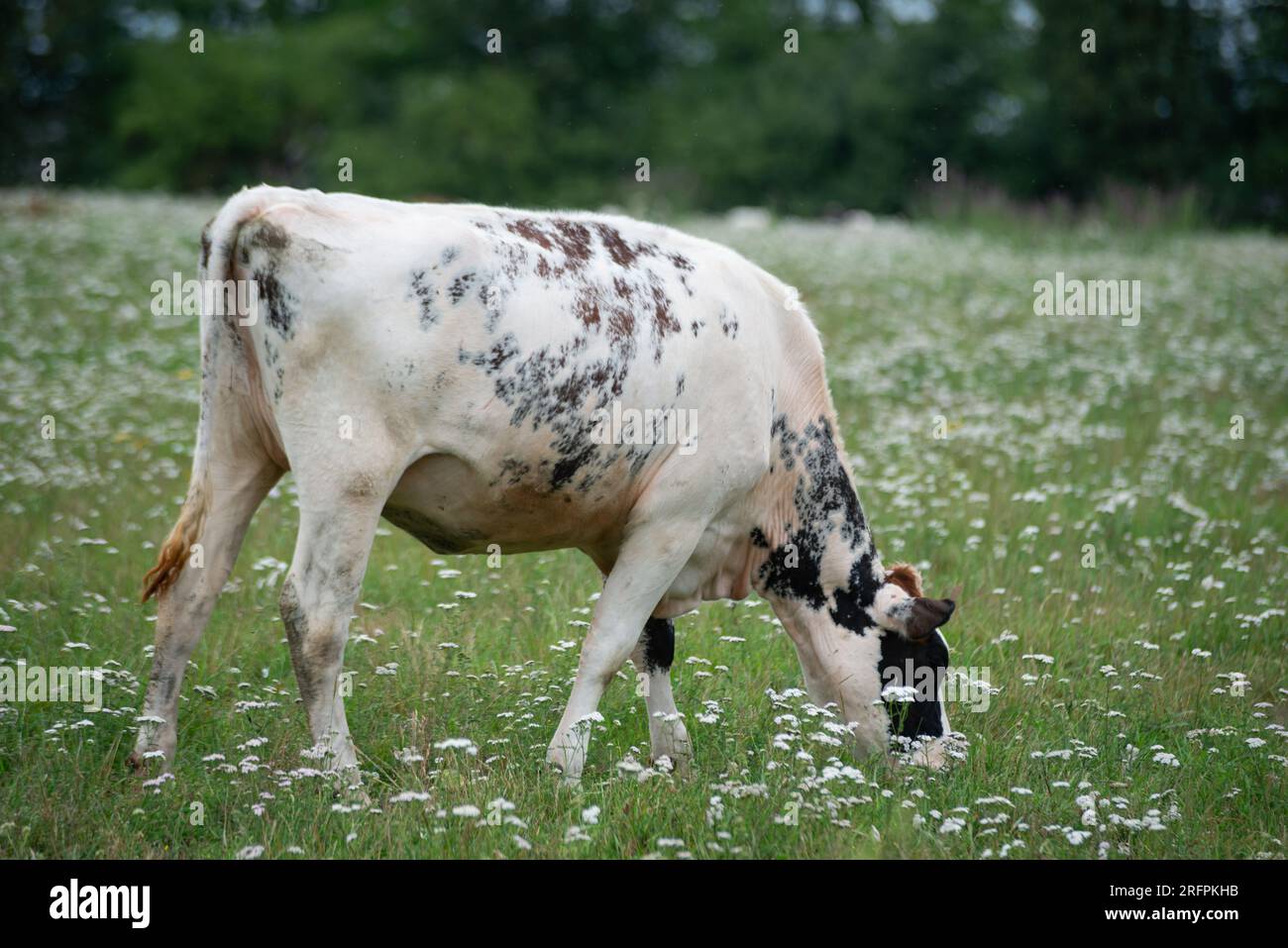 Black cow with white spots hi-res stock photography and images - Alamy