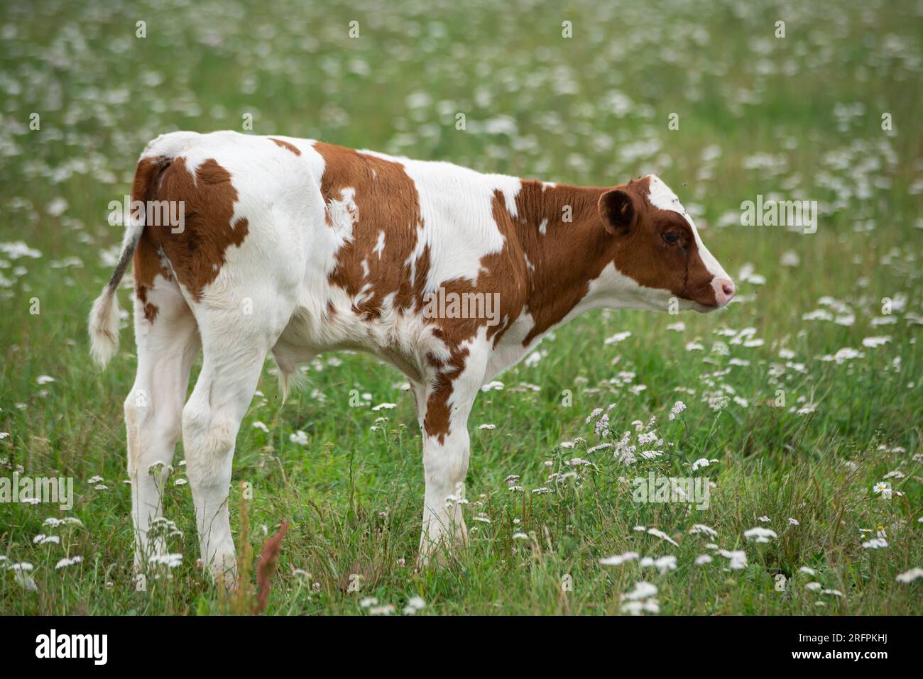 white with brown spots A baby cow is grazing in a green meadow with ...