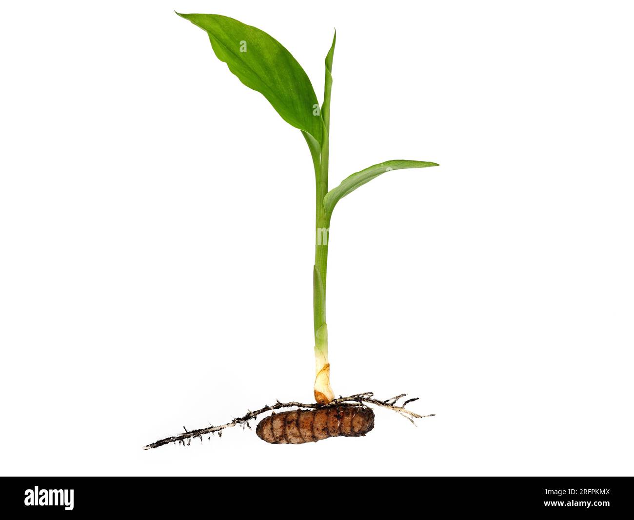 sprouting turmeric root isolated on white background, seedling of ...