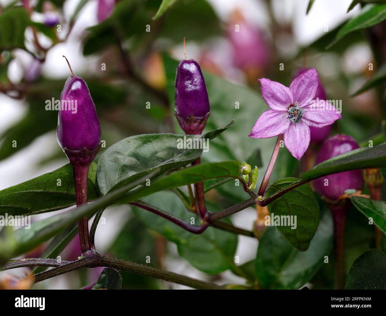 close up of a decorative chili plant, also called purple luzi, small ...