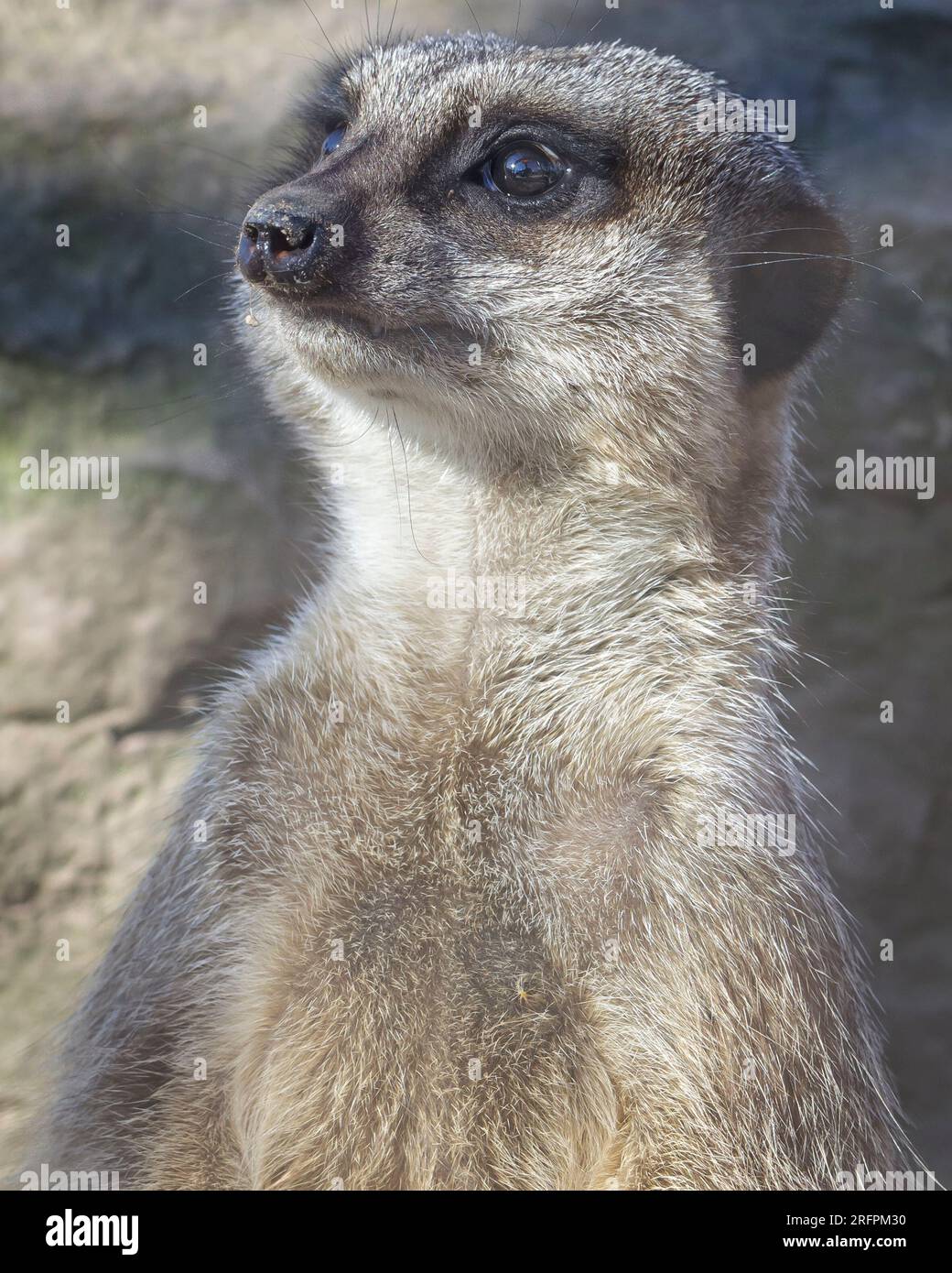 World best wildlife photographer hi-res stock photography and images ...