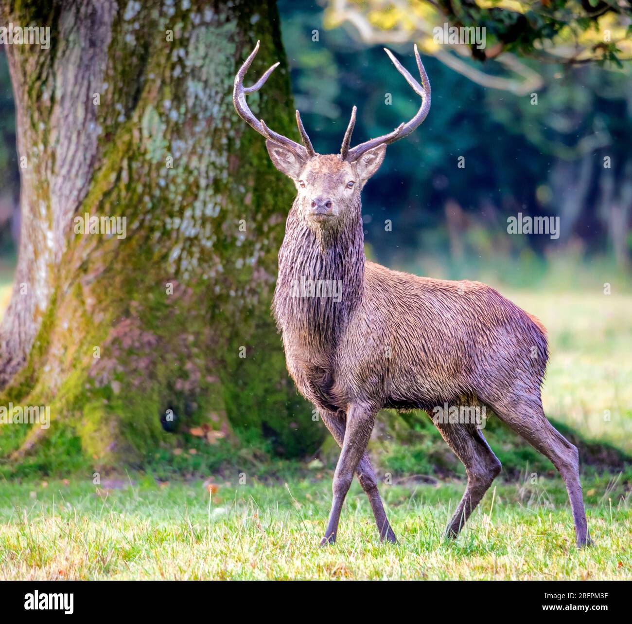 World best wildlife photographer hi-res stock photography and images ...